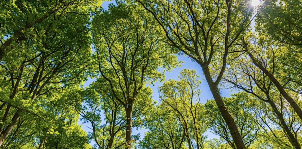 Unlocking Architectural Innovation: A Masterclass on Biophilic Design ...