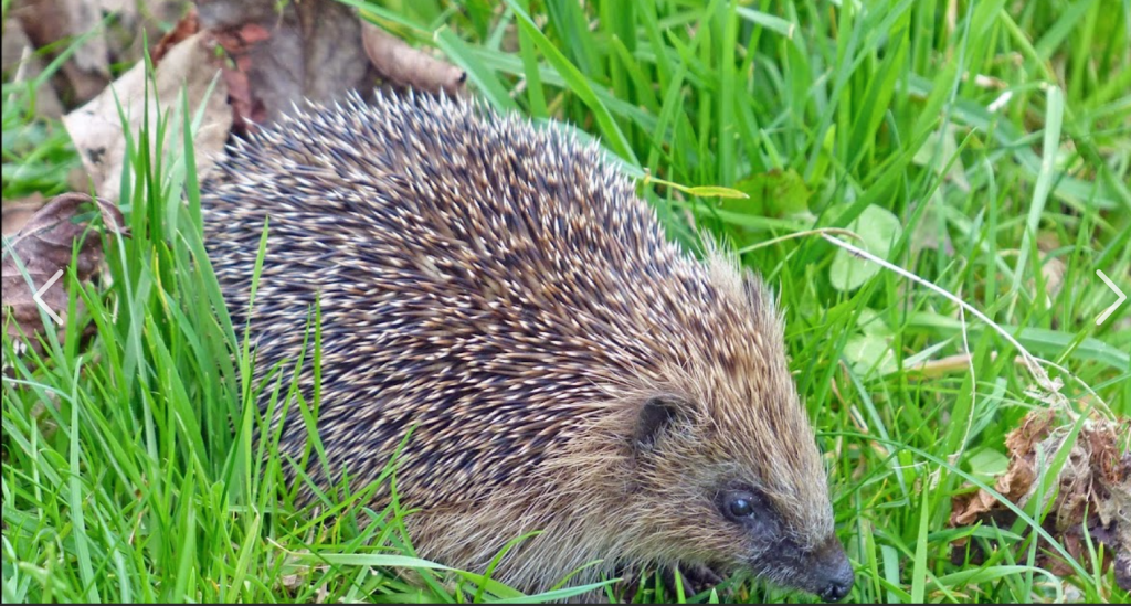 Designing an Ealing Hedgehog Friendly Habitat - ActforEaling Climate ...